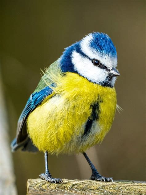 Blue Tit Bird Nature Free Photo On Pixabay