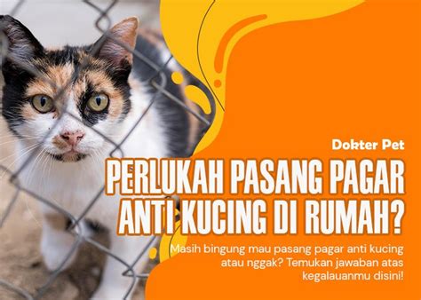 Pagar Anti Kucing Cegah Kucing Keluar Rumah Dengan Solusi Efektif