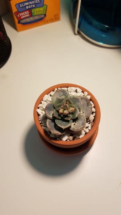 Just Some Of My Plants Tumbex