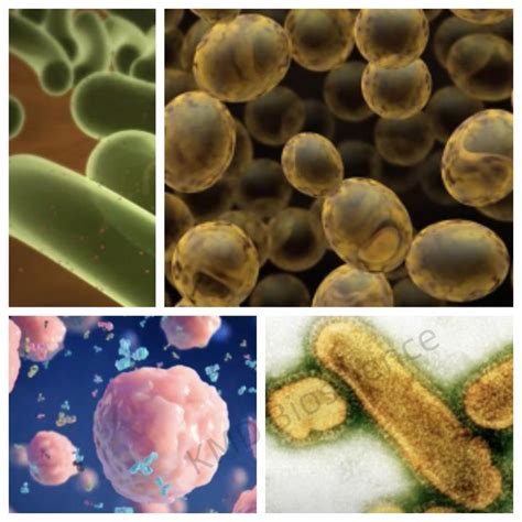 重组蛋白表达的几种形式 知乎