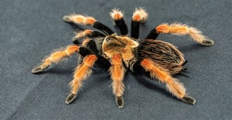Red Knee Tarantula Animal Facts Brachypelma Smithi A Z Animals