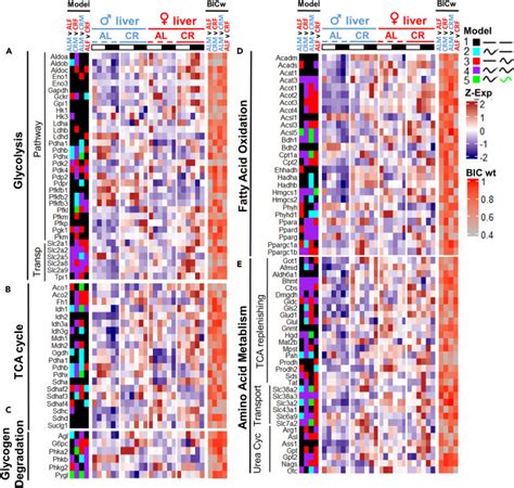 Sexual Dimorphism Of Circadian Liver Transcriptome Iscience