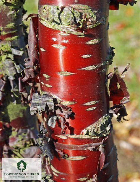 Prunus Serrula Baumschule Lve