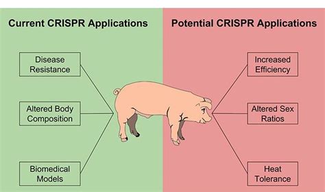 Application Of Crisper Download Scientific Diagram