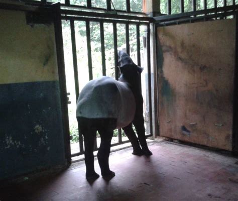 Tapir Showing General Muscular Rigidity Manifested By Extension Of Neck Download Scientific