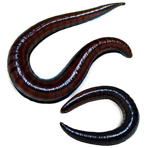 100 Earthworm Png Images