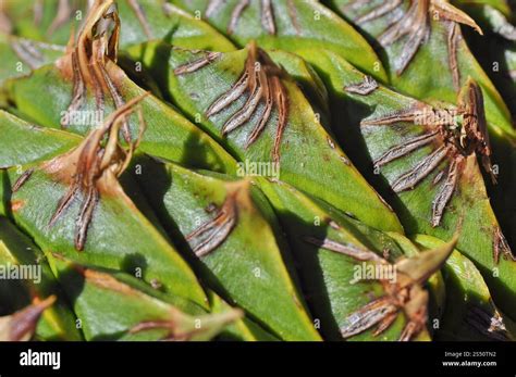 Norfolk Island Pine Cone Green And Immature Closeup Showing The