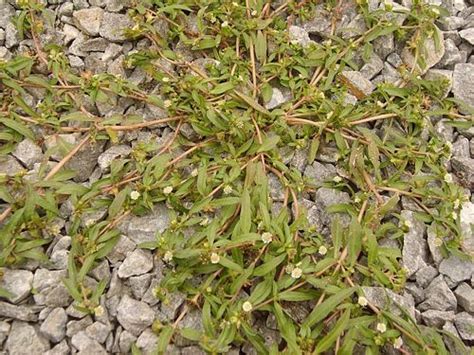 False Daisy Eclipta Prostrata Ponnanganni Keerai Benefits Vallarai