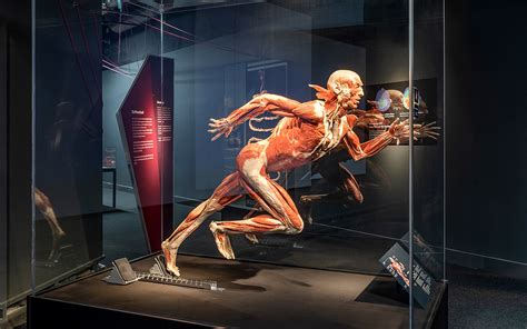 Body Worlds Explore Human Anatomy Through Plastination
