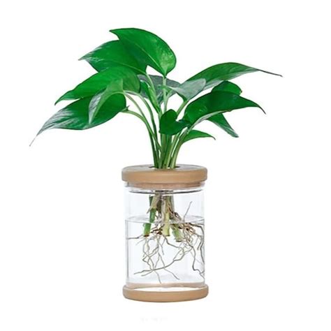 Clear Hydroponic Plant Pot Aesthetic Room Decor