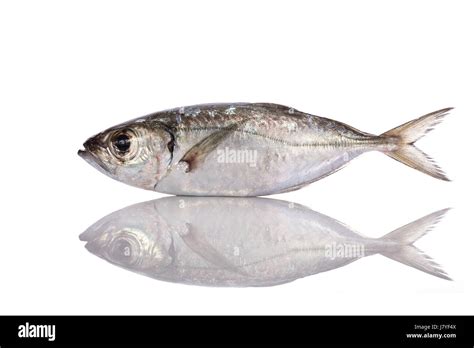 Fresh Fish Torpedo Scad Studio Shot Isolated On White Background