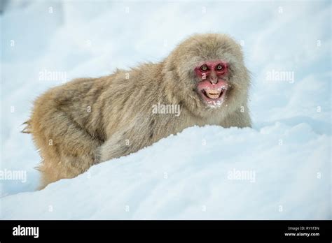 Japanese Macaque Snow Hakuba Platinum