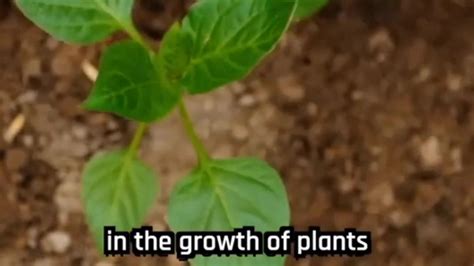 How Genetically Modified Rice Could Grow On One News Page Video