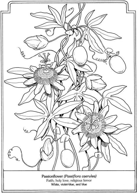 Passion Flower Coloring Page