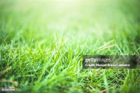 Grassy Plot Photos And Premium High Res Pictures Getty Images