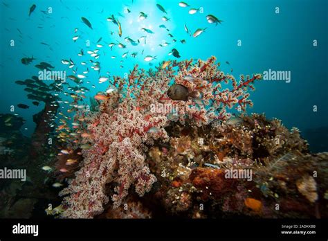 Tropical Marine Biodiversity In The Indonesian Coral Triangle Coral