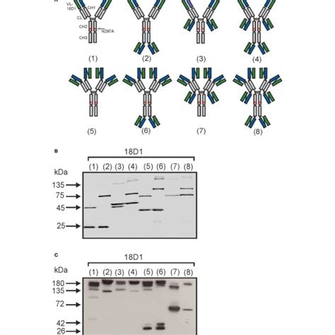 Antibody Variants Of The Anti Fn14 Antibody 18d1 A Scheme Of The