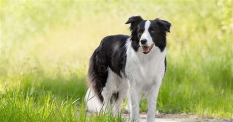 Tamanho Do Border Collie Peso Altura E Tudo Mais Que Você Precisa Saber Sobre O Cachorro Mais