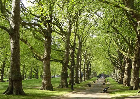 Why Are Trees So Important The Royal Parks