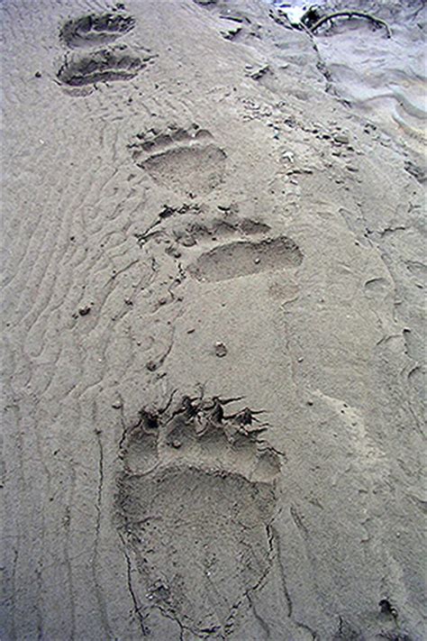 Black Bear Tracks In Snow
