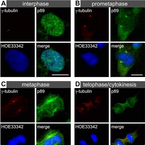 Sperm Asters And First Mitosis In Polyspermic Zygotes In Dispermic Download Scientific Diagram