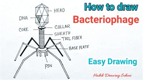 How To Draw Bacteriophage Diagram Bacteriophage Virus Drawing