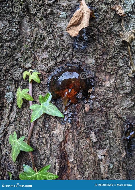 Tree Resin Mechanism Of Healing Puncturs In Tree Stem Stock Image Image Of Close Drop 265062649