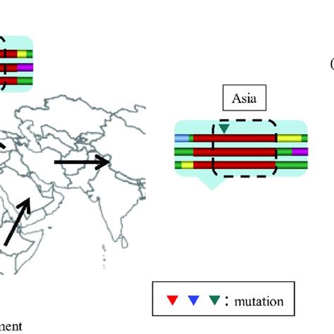 Signatures Of Ancient Haplotype Blocks With Population Specific