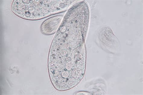 Paramecium Under A Light Microscope 100x Magnification Stock Image