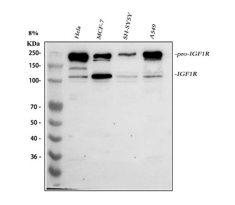 博士德生物 Boster Biological Technology Co Ltd 1993 2025