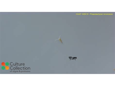 Phaeodactylum Tricornutum