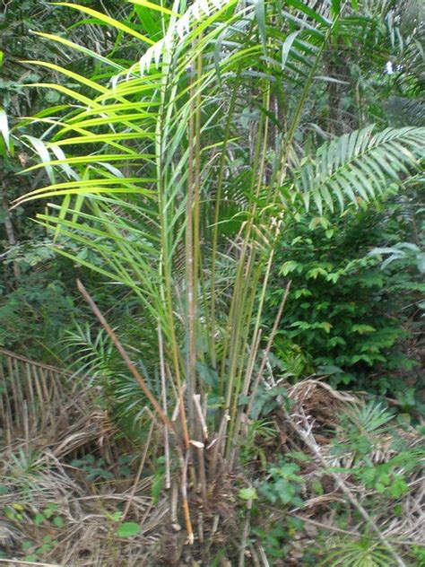 Raphia Sese Sese Island Raffia Palm A Comprehensive Growing Guide F