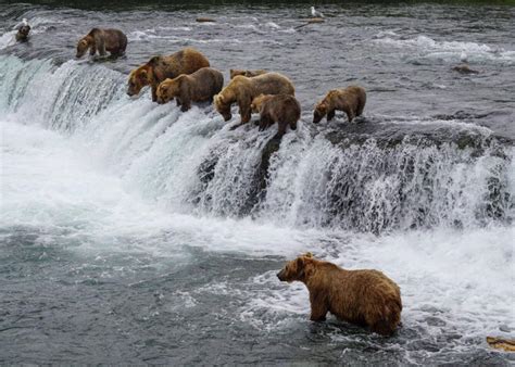 Katmai National Park When To Visit Activities Wildlife Flora