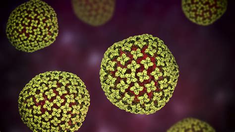 What To Know About Rare Person To Person Hantavirus Transmission Nbc