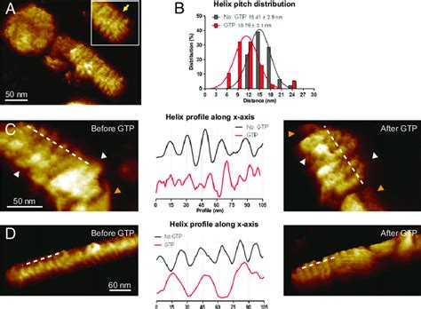 Gtp Induced Turn Pairing Observed On Lipid Nanorods A Molecular