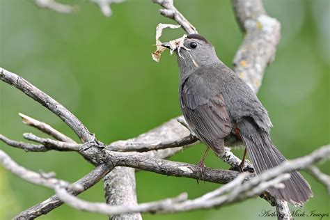 Gray Catbird With Nesting Material Carden Ontario Canada Flickr