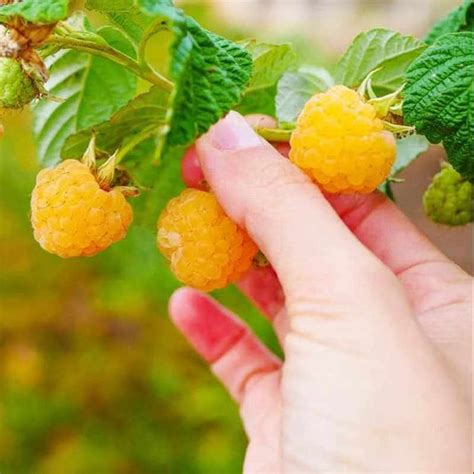 How To Grow Glencoe Raspberry Florida Plants Nursery