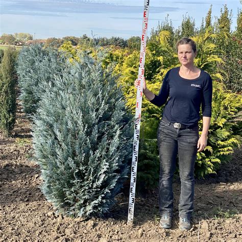 Chamaecyparis Lawsoniana Van Pelt´s Blue Cypřišek Starkl