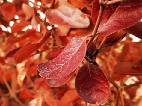 Beech Tree Ask Kaviraj Issue 13 Homeopathy Plant Pests Copper Beech