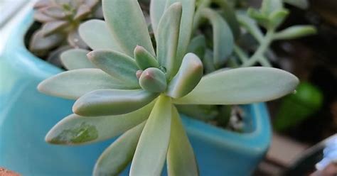 Sedum Carnicolor Album On Imgur