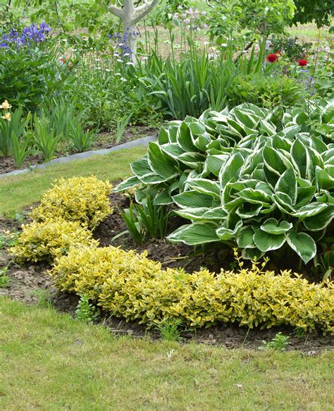 Ground Cover Plants Under Shrubs