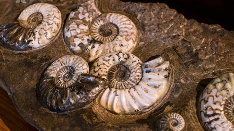 Index Fossils In The Jurassic Period At Michael Purdy Blog