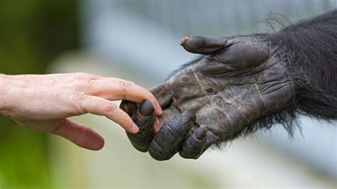 Polémica Por La Creación De Embriones Híbridos Entre Monos Y Humanos