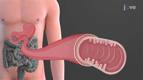 Small Intestine Anatomy