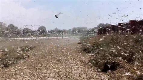 Plague Of Locusts