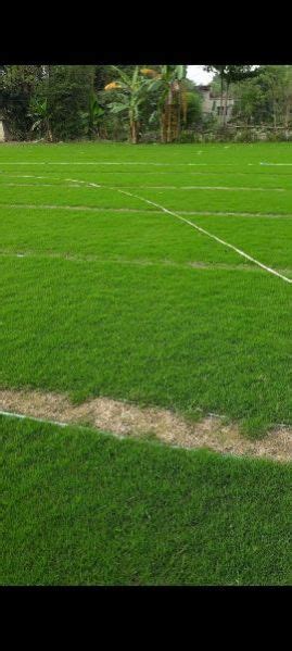 Natural Nursery Plant For Making Grass Color Natural Green At Rs 4