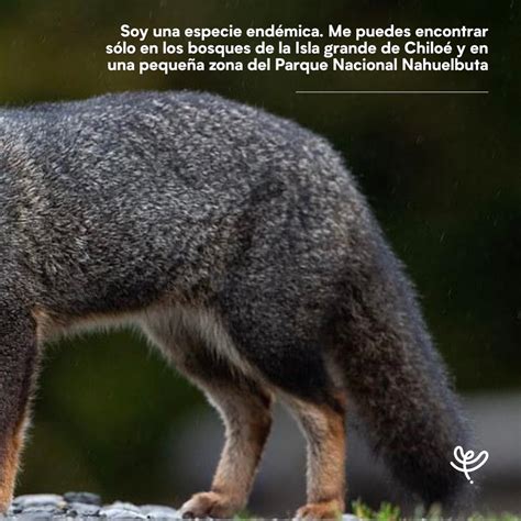 El Zorro Chilote Es Protagonista De Novedoso Material 9 Datos