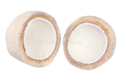 Giovane Noce Di Cocco Immagine Stock Immagine Di Giovane 40262439