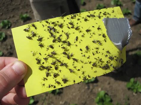 Cabbage Root Maggots How To Identify Control And Prevent Okra In My Garden