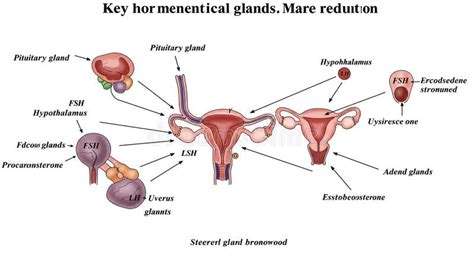 The Reproductive Hormone Flow Chart
